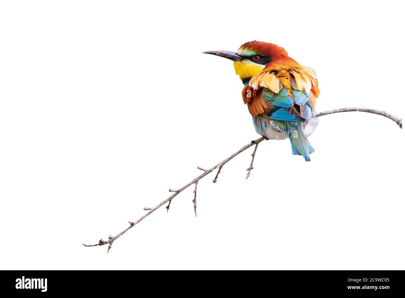 Colorful bird. Isolated bird and branch. White background. Bird ...