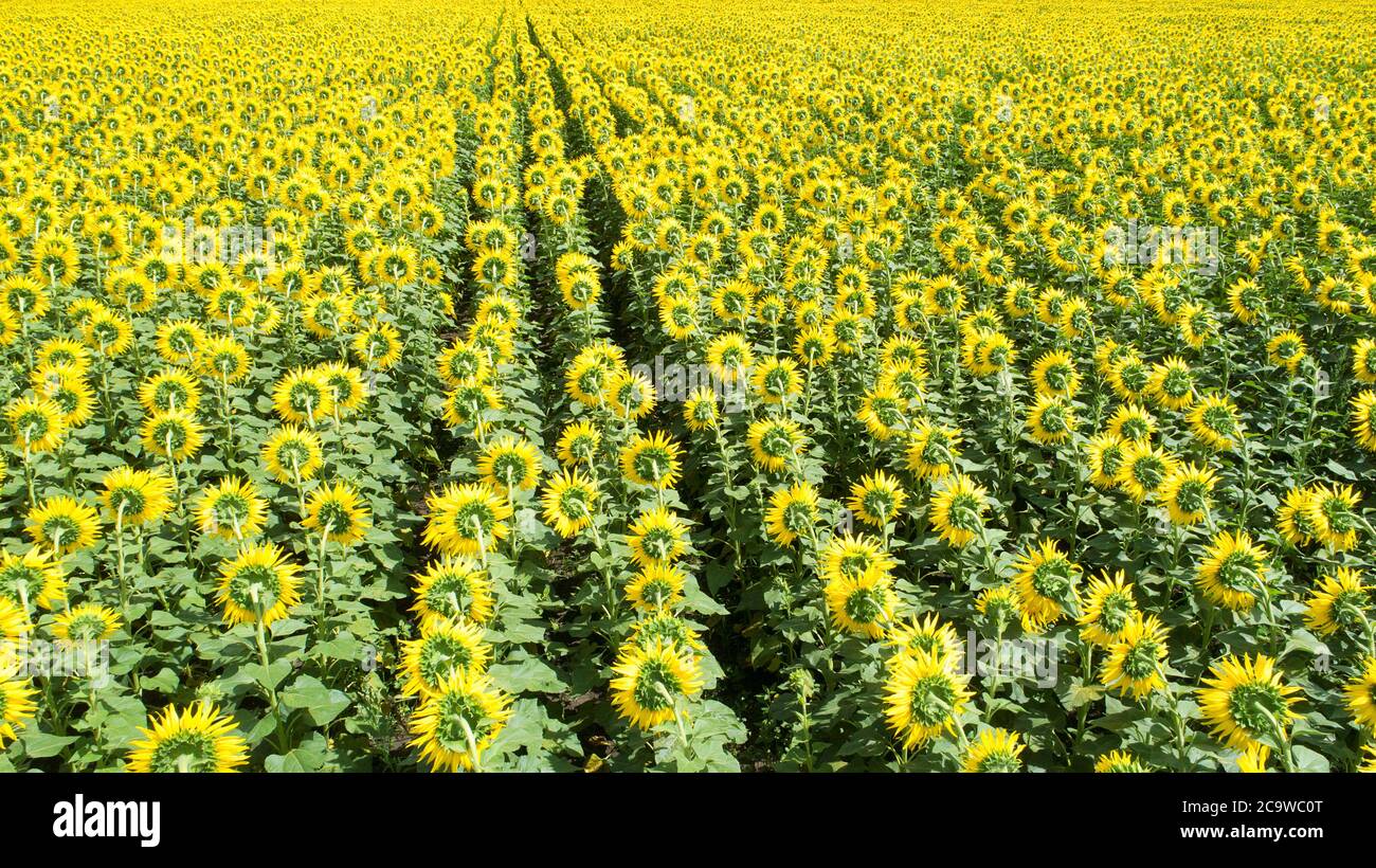 Field blooming sunflowers aerial hi-res stock photography and images ...