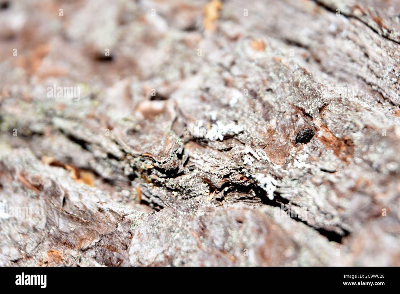Beautiful textured patterned wooden bark on a spring day Stock Photo ...