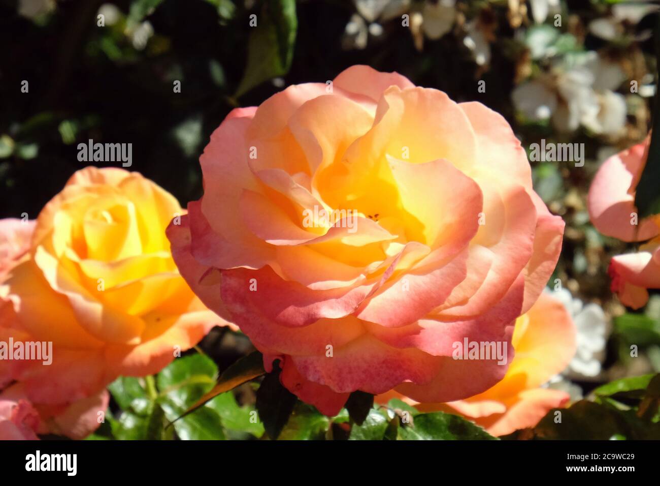 The peach and pink rose of rosa 'jam and jerusalem' frymojo in bloom ...