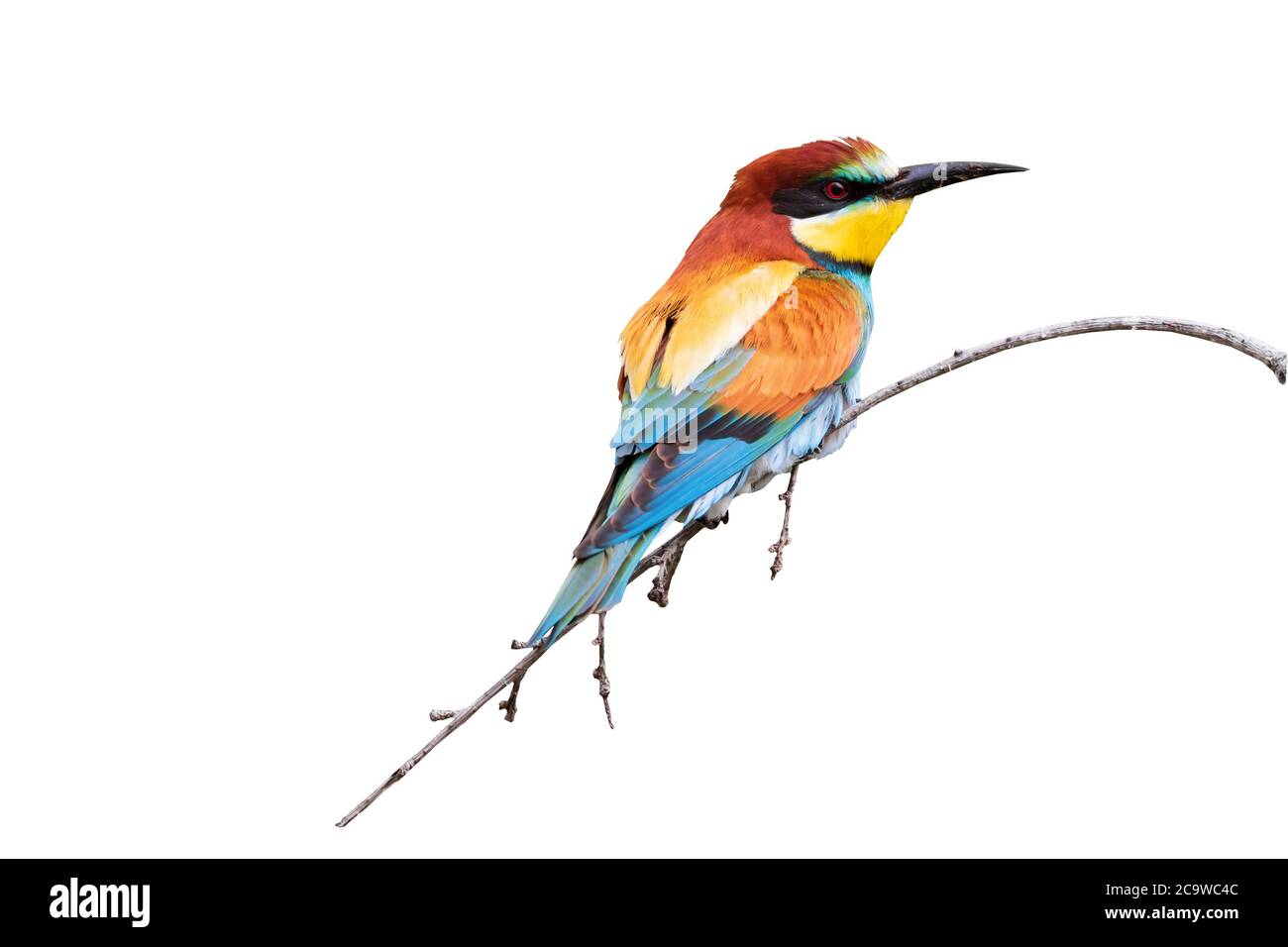 Colorful bird. Isolated bird and branch. White background. Bird ...