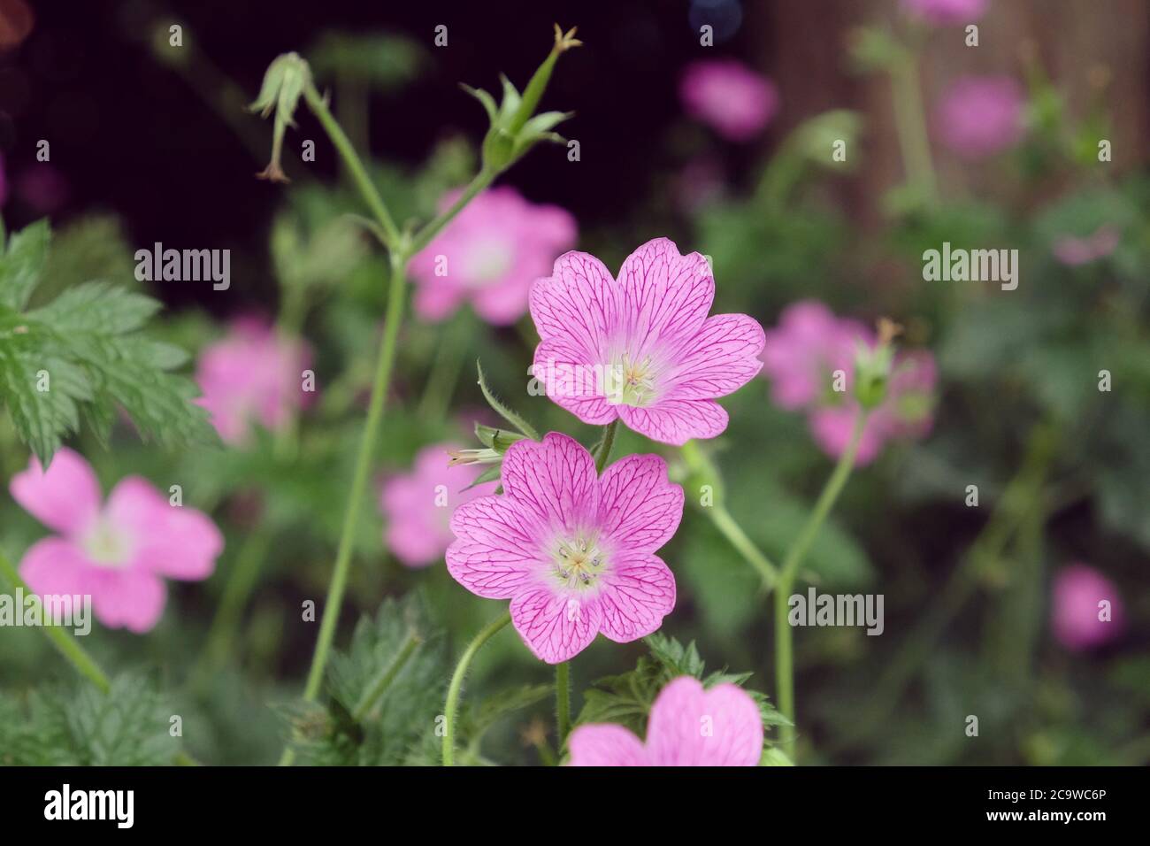 Pink hardy geranium oxonianum 'Wargrave Pink' in flower Stock Photo - Alamy