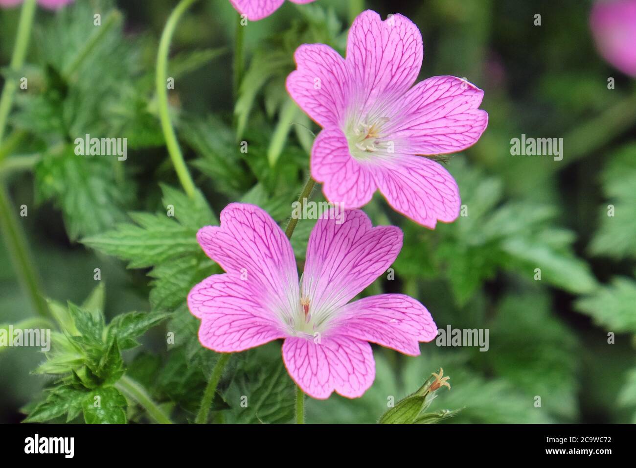 Pink hardy geranium oxonianum 'Wargrave Pink' in flower Stock Photo - Alamy