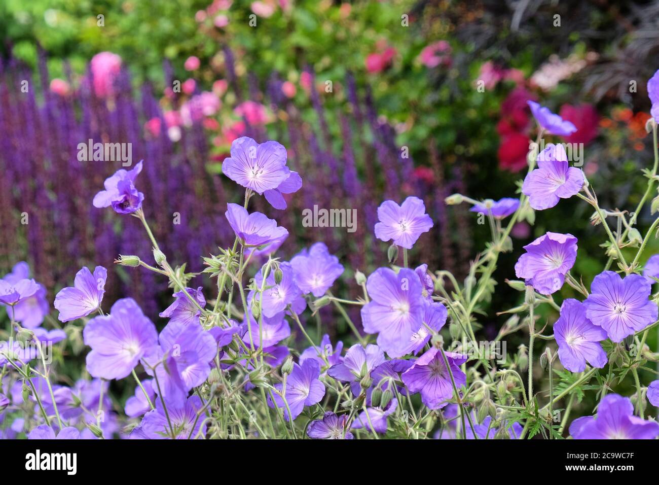 Purple hardy geranium 'Orion' in flower Stock Photo - Alamy