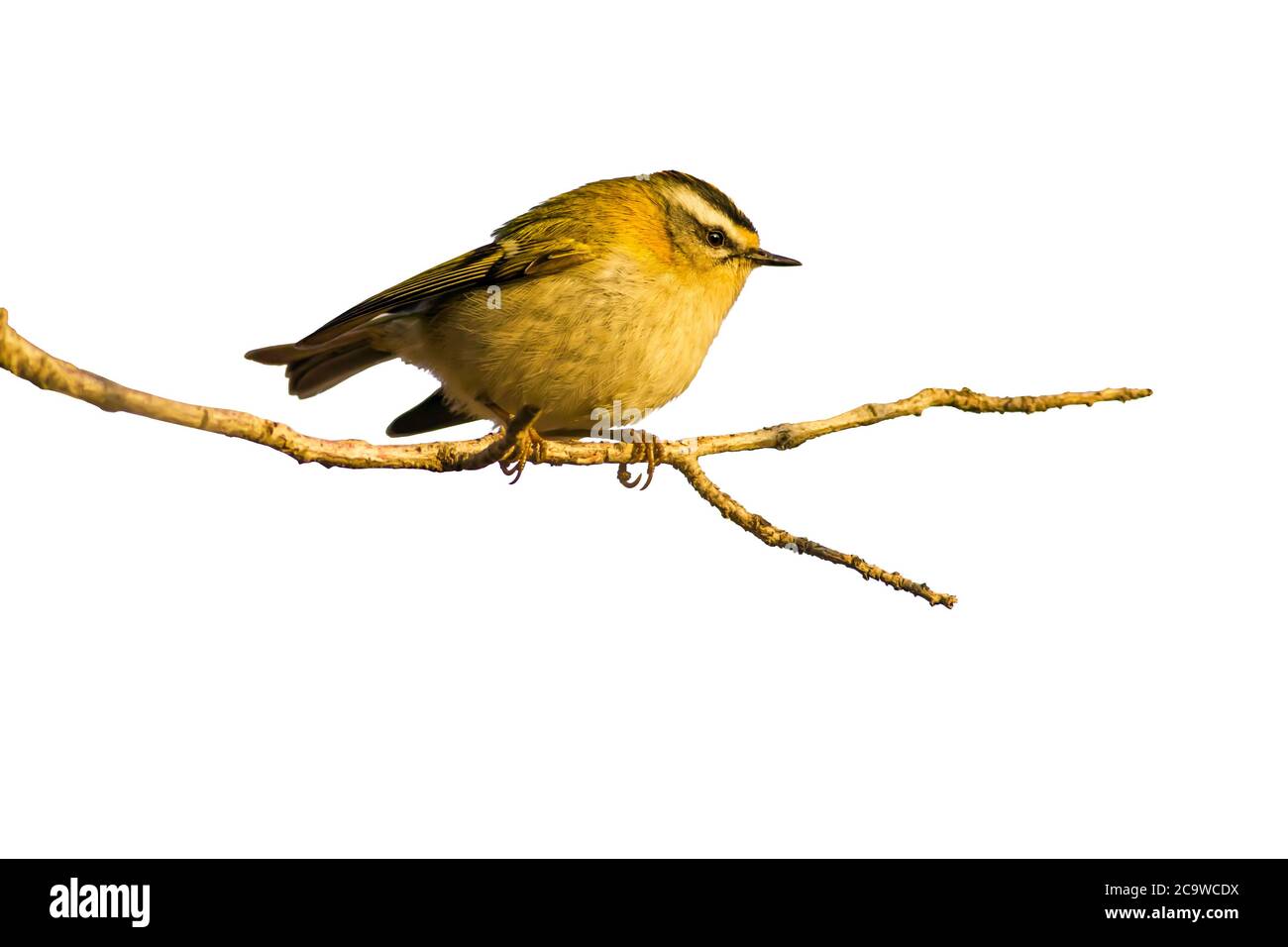 Cute little bird. Isolated bird. White background Stock Photo - Alamy