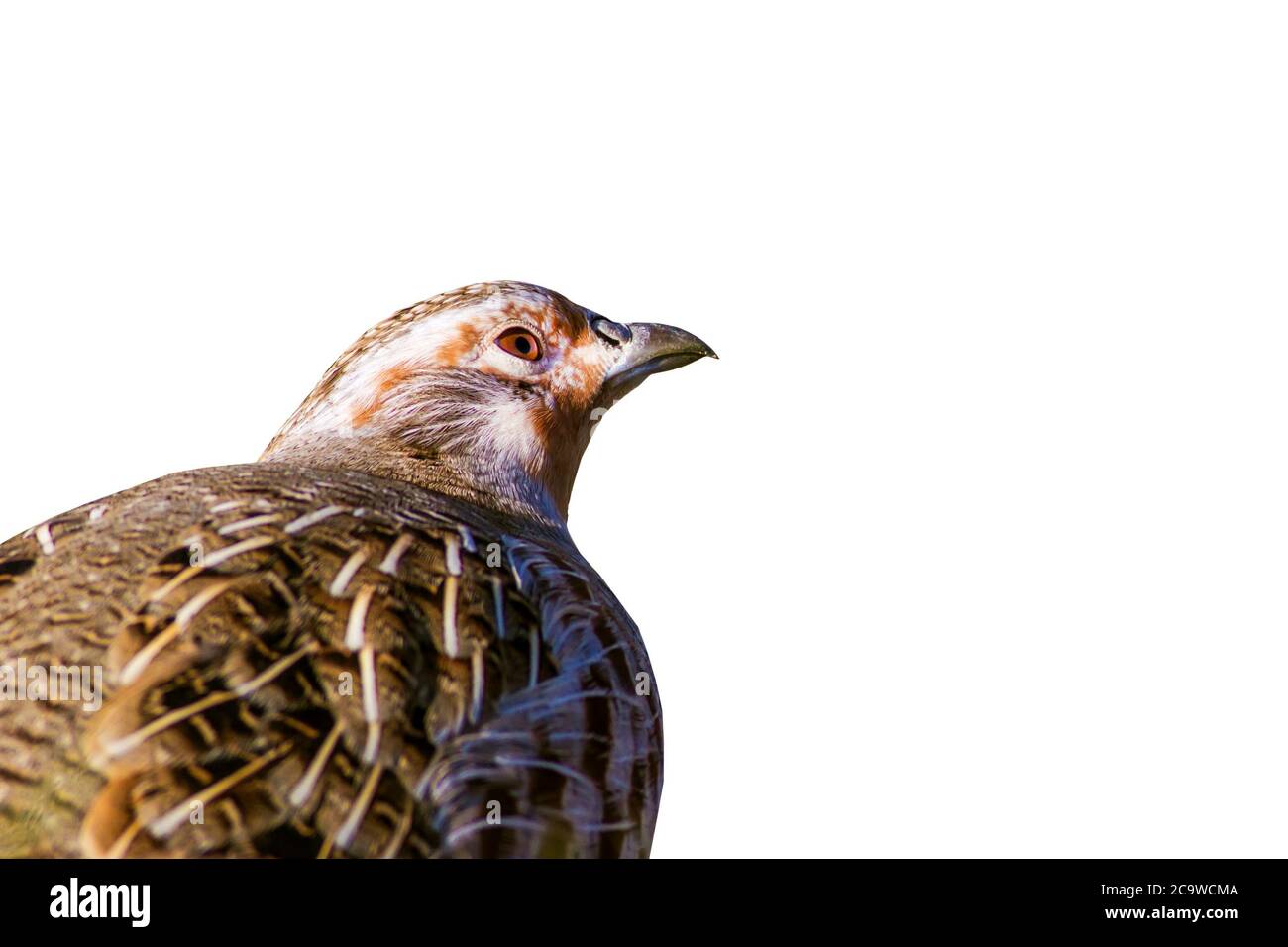 Isolated partridge photo. White background. Bird: Grey Partridge ...