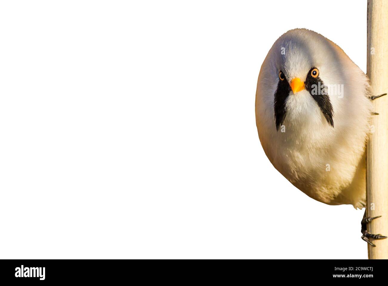 Cute little bird. Isolated bird. White background. Bird: Bearded ...