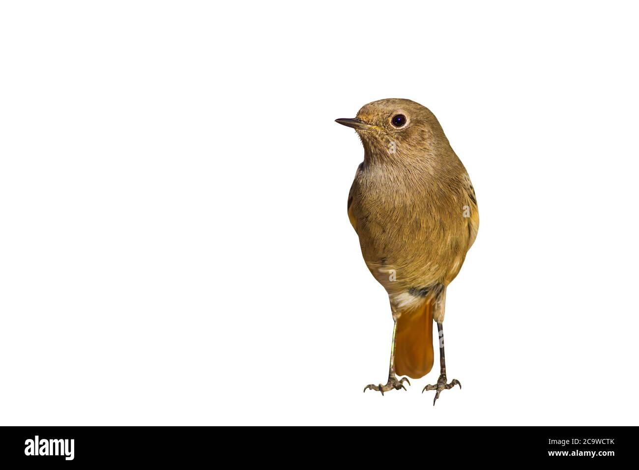 Cute little bird. Isolated bird. White background. Bird: Black Redstart ...