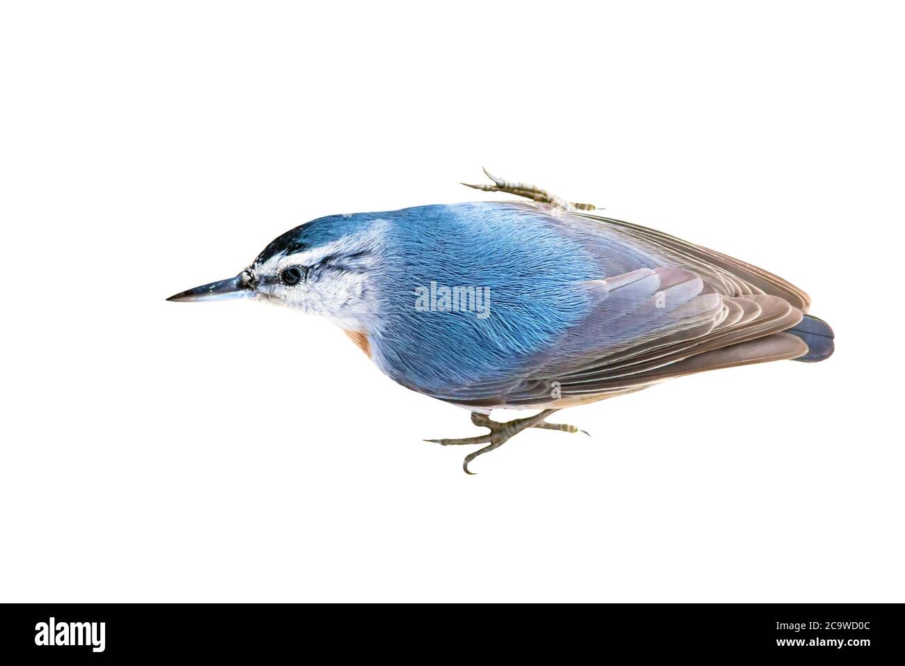 Climbing bird. Isolated bird Nuthatch. White background Stock Photo - Alamy