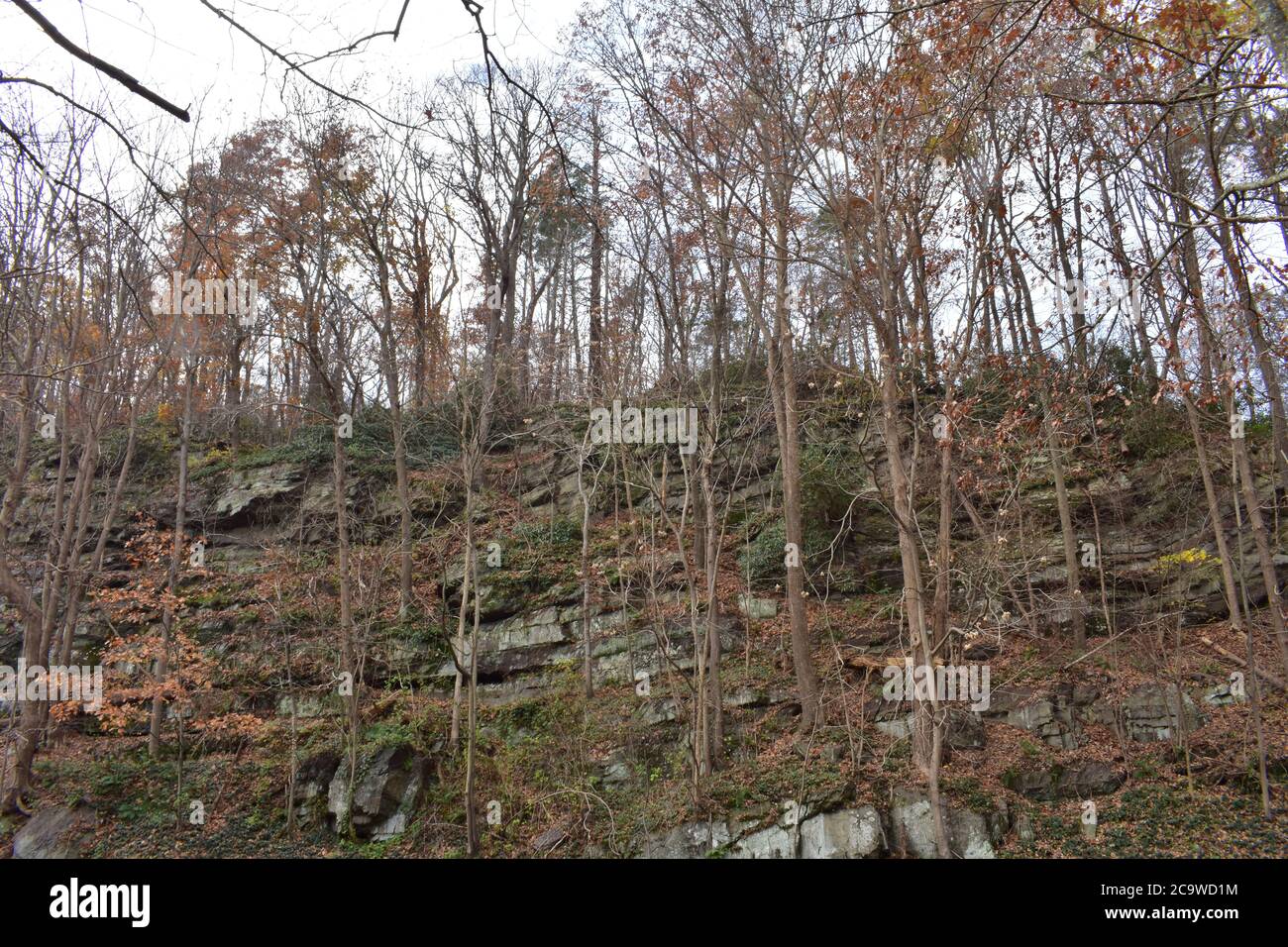 A Cliff Side Covered in Dead Trees During Winter Stock Photo - Alamy