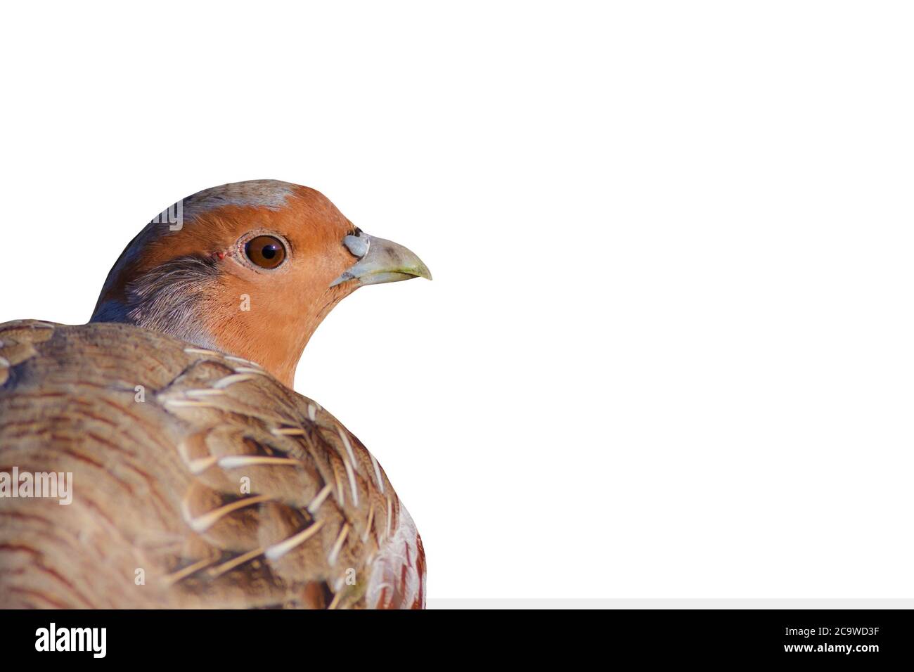 Isolated partridge photo. White background. Bird: Grey Partridge ...