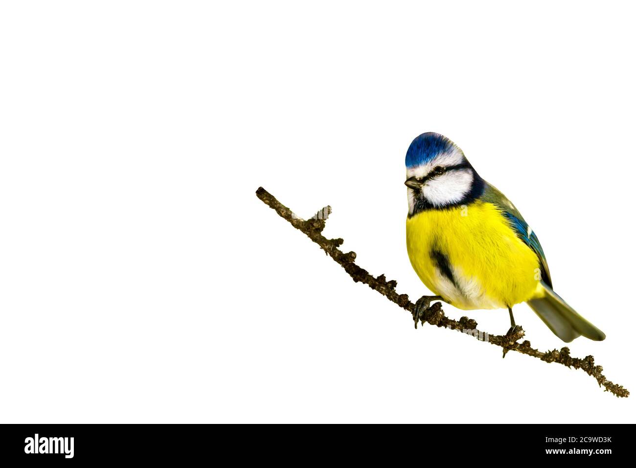 Cute little bird. Isolated bird. White background Stock Photo - Alamy