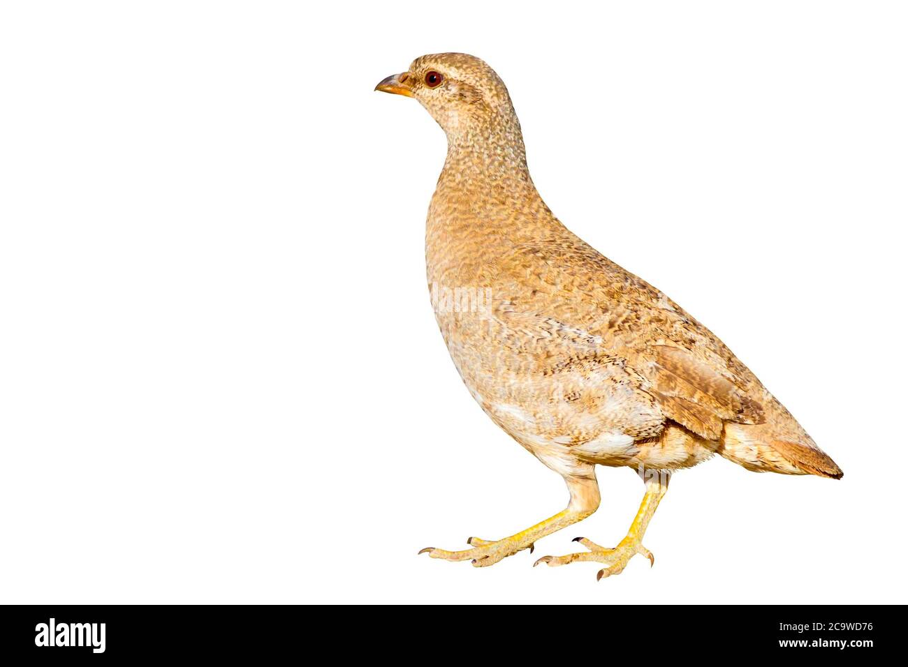 Isolated Partridge. White background. Bird: See see Partridge ...