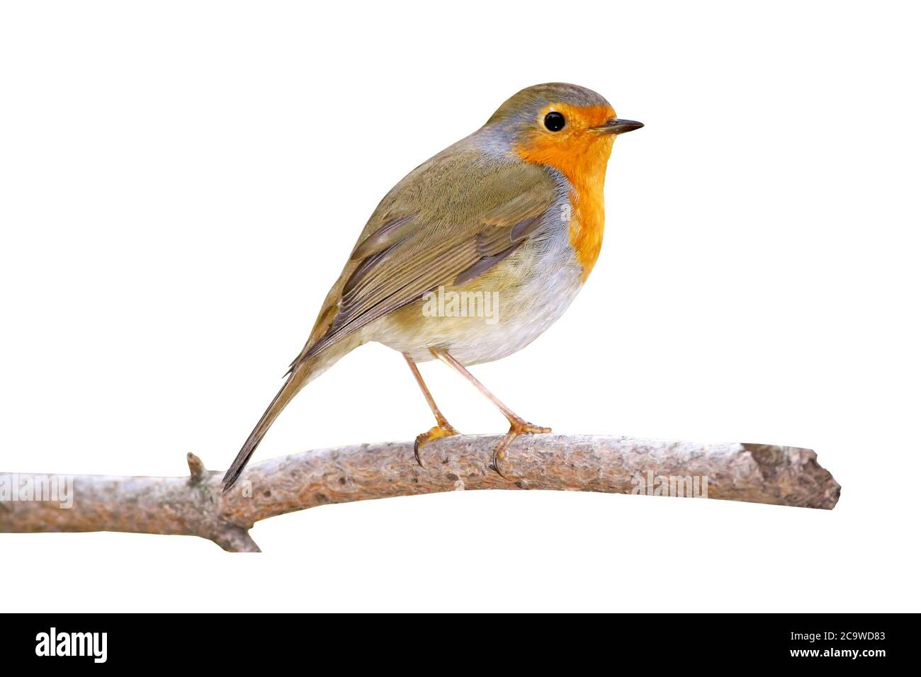 Robin White Background