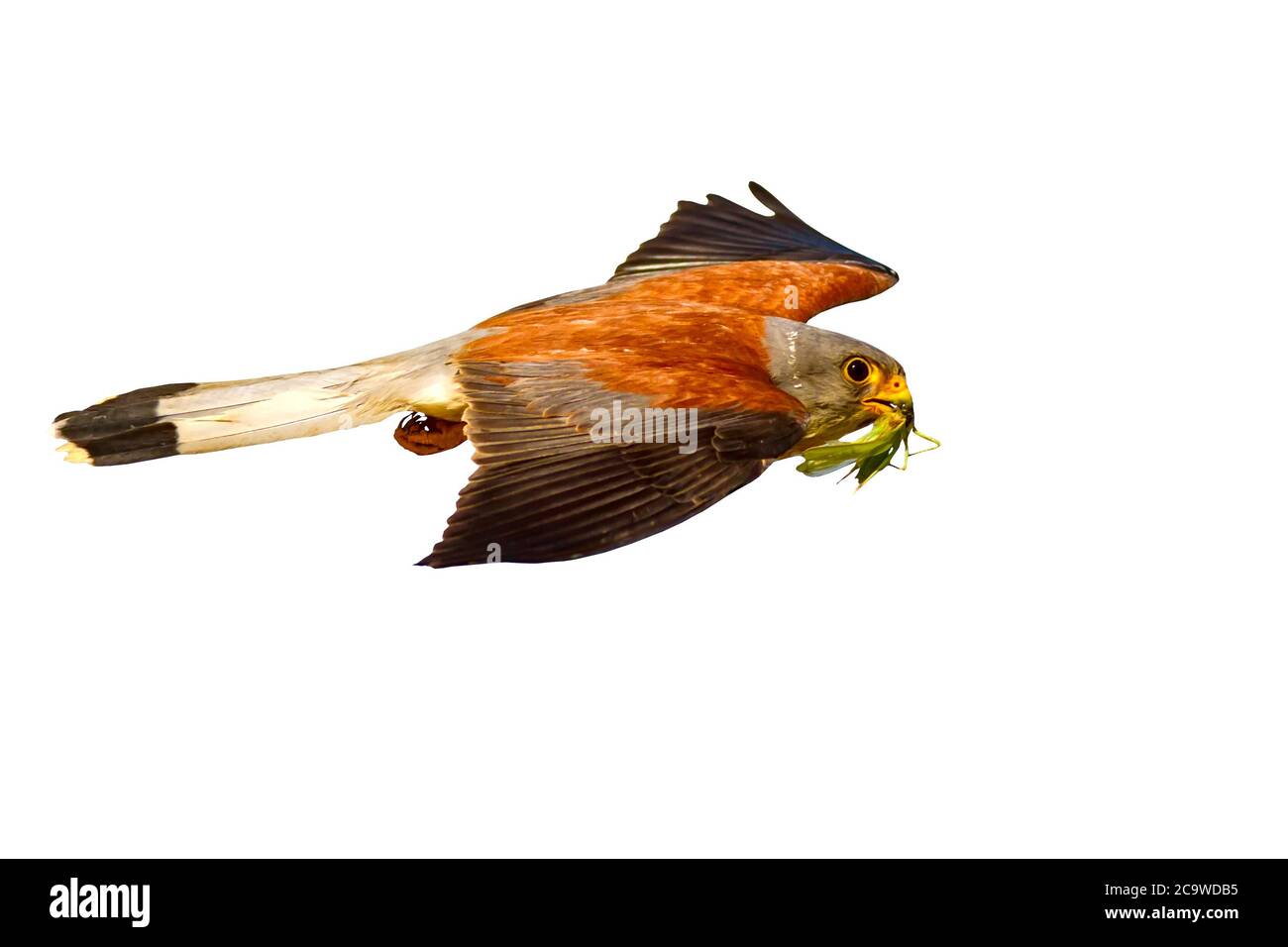 Flying falcon. Isolated bird. White background. Bird: Lesser Kestrel ...