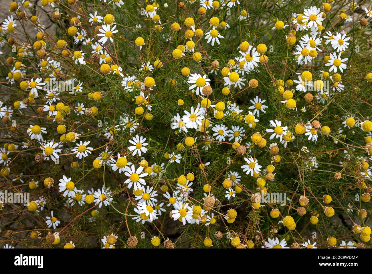 Wild camomiles in summer season. Farm fields in Slovakia Stock Photo ...
