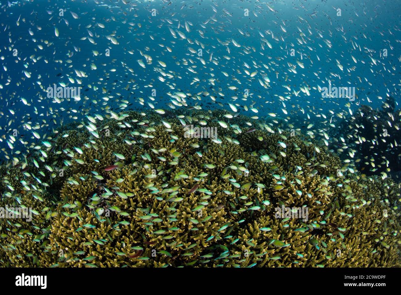 Small, colorful fish hover near corals on a healthy reef in Alor ...