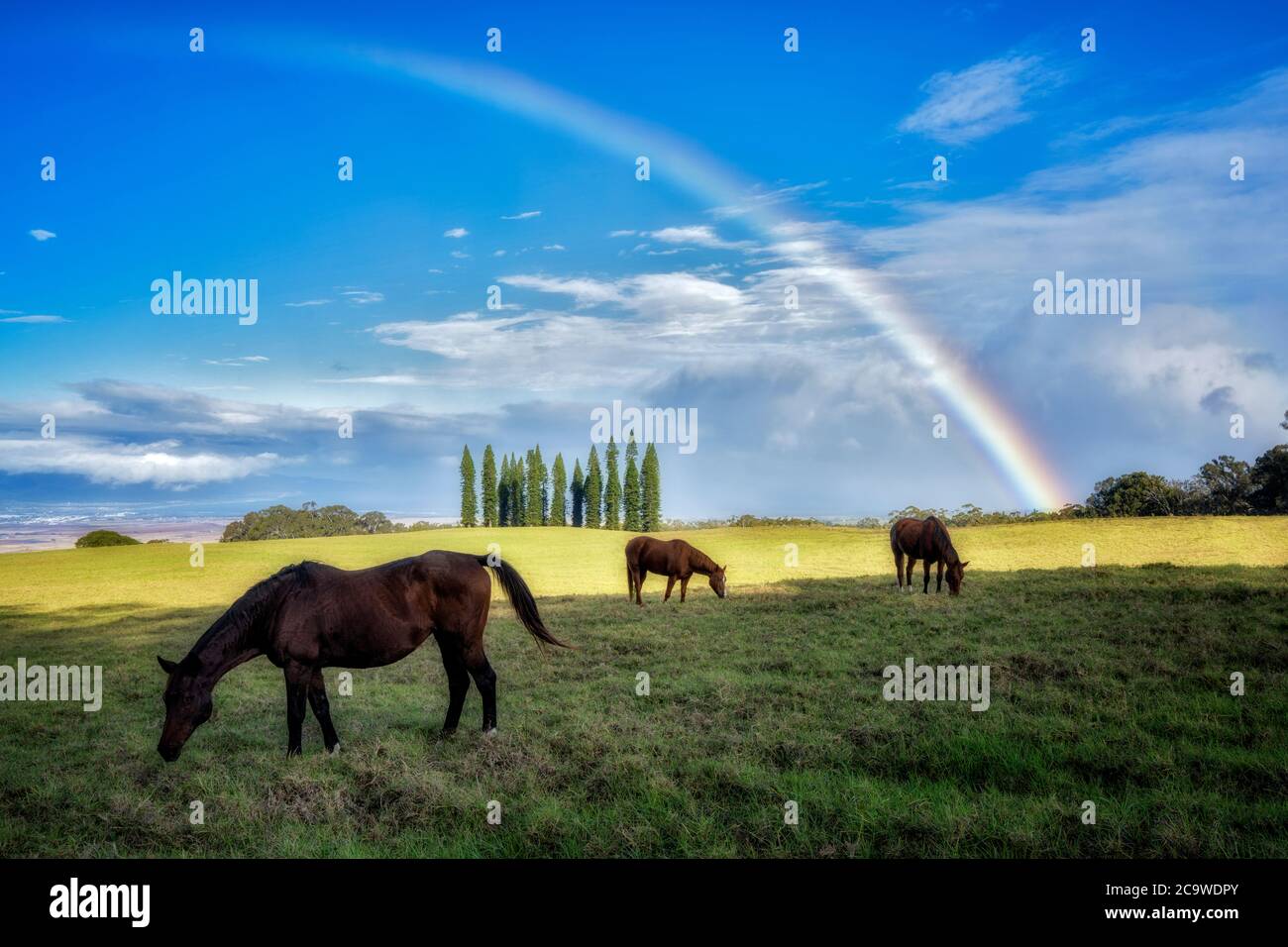 Horses in pasture with rainbow. Upcountry, Maui, Hawaii Stock Photo - Alamy