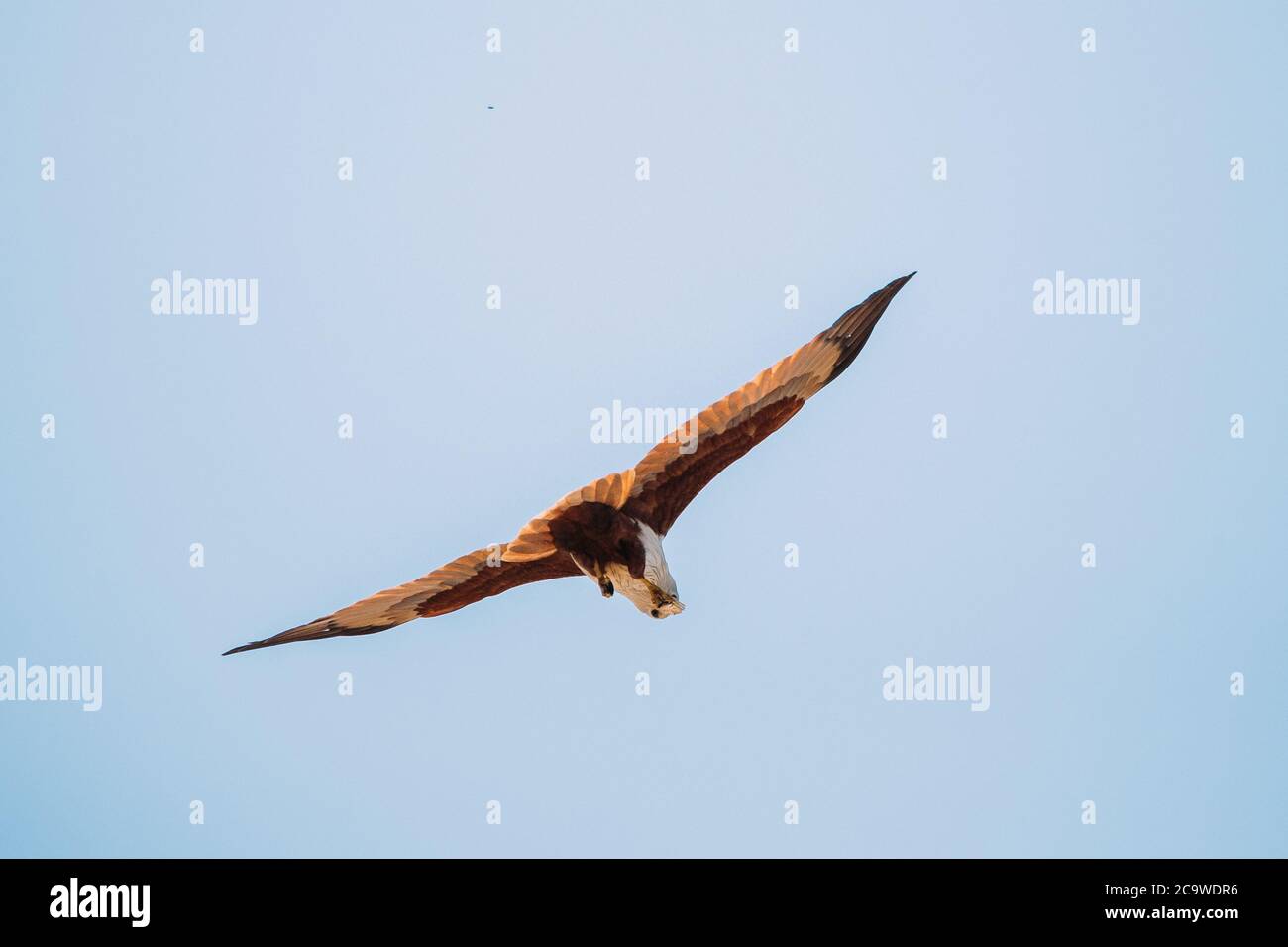 Goa, India. Brahminy Kite Eating Crab In Flight In Blue Sky Stock Photo ...