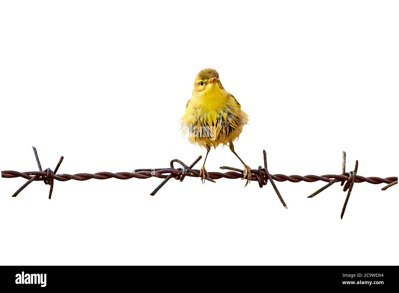 Isolated cute little bird and barbed wire. White background Stock Photo ...