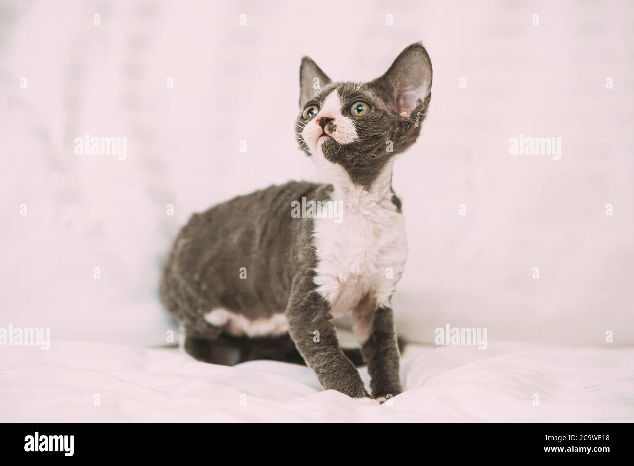 Funny Curious Young Gray Devon Rex Kitten Sitting At Home Sofa. Short ...