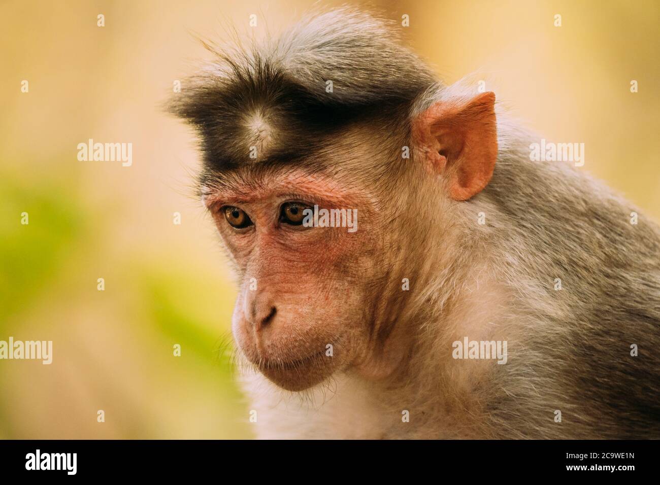 Bonnet macaque monkey hi-res stock photography and images - Alamy