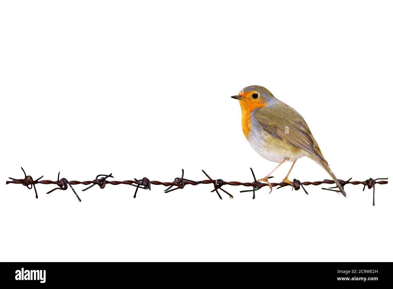 European robin isolated on Cut Out Stock Images & Pictures - Alamy