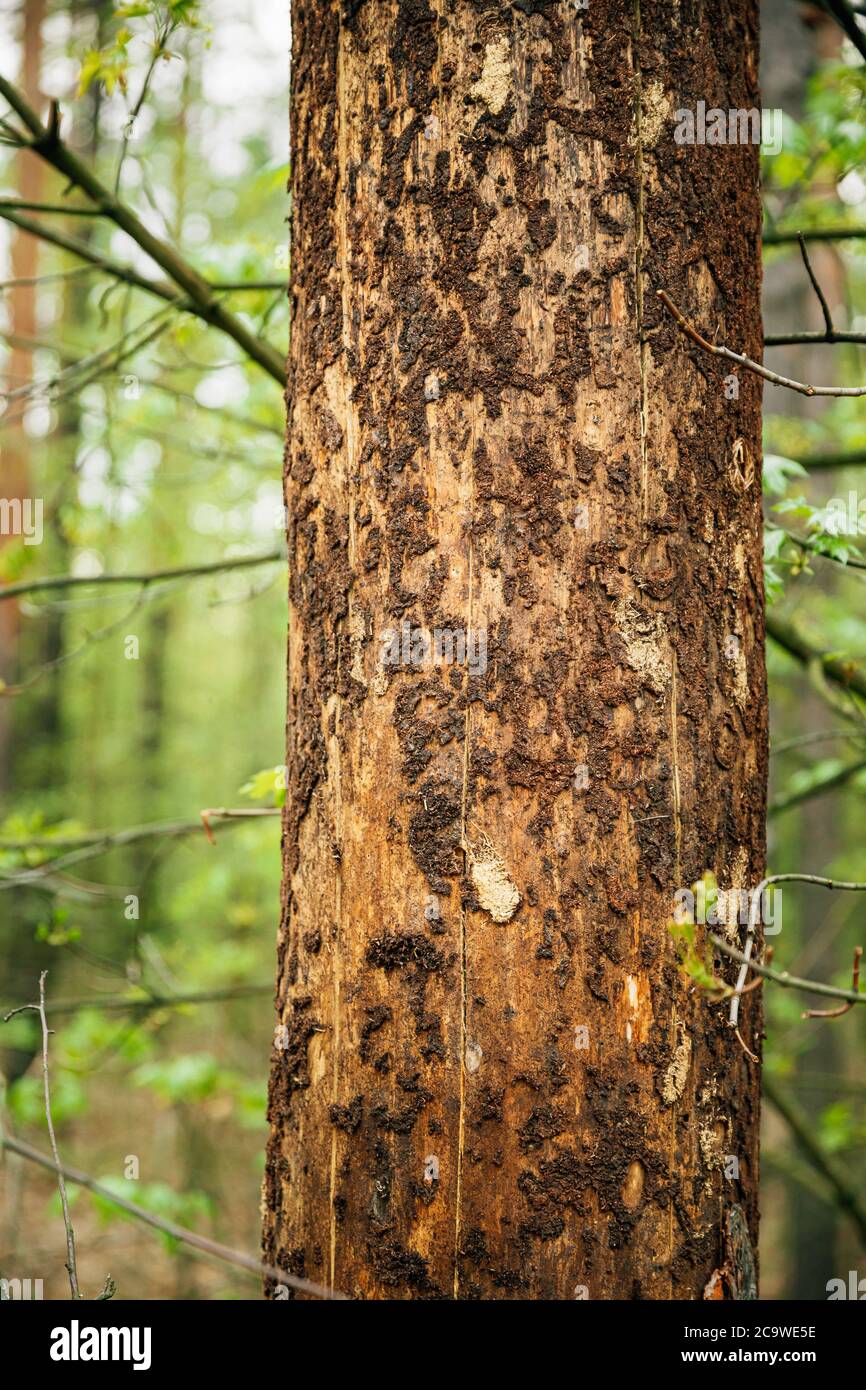Old Pine Bark Fell Off From Damage To Tree Trunk By Insects - Ants ...