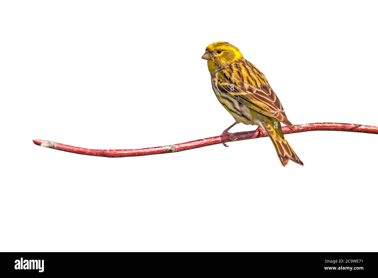Cute little bird. Isolated bird. White background Stock Photo - Alamy