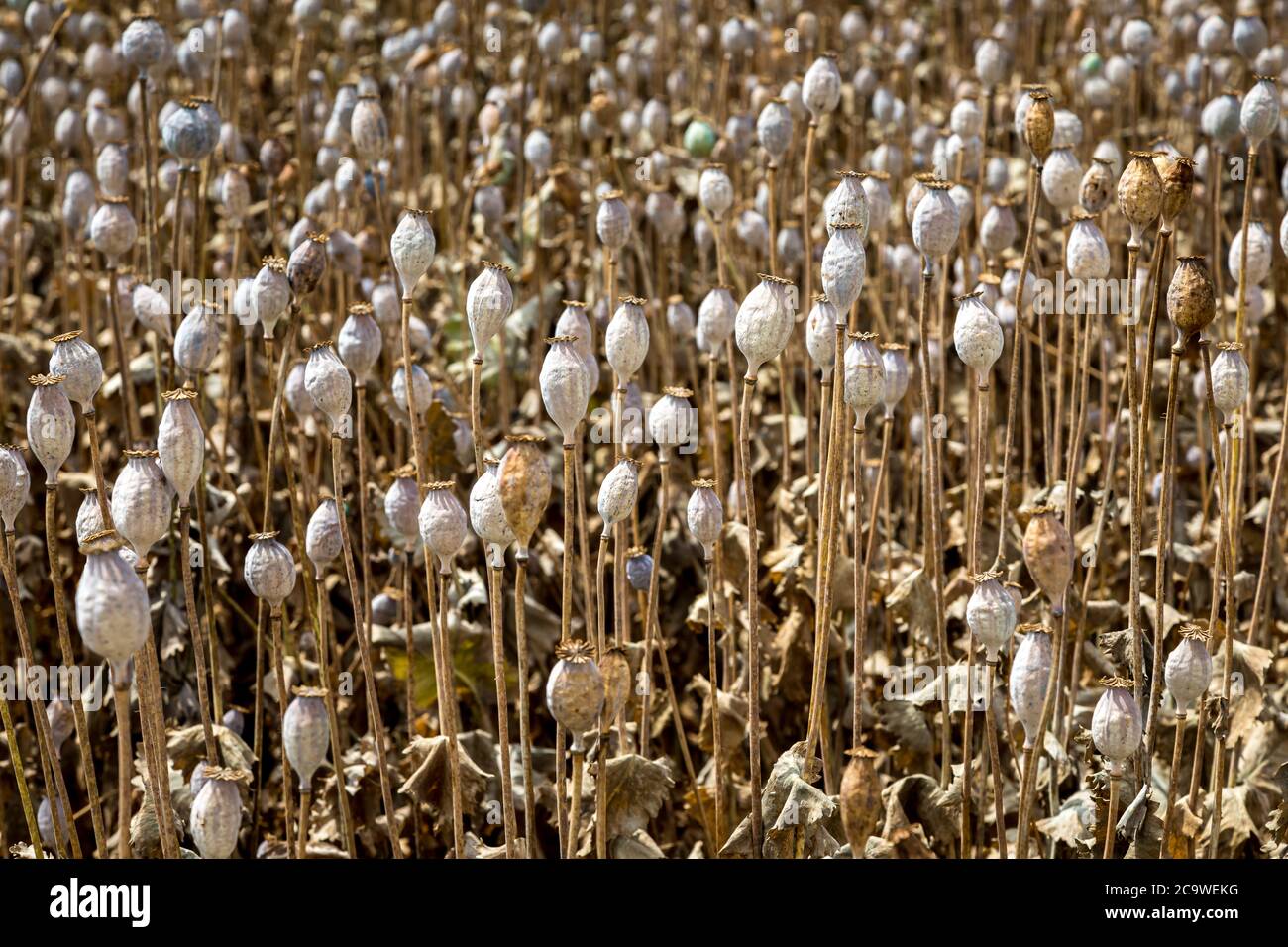 Field full of dry poppies. Farm fields in Slovakia Stock Photo - Alamy