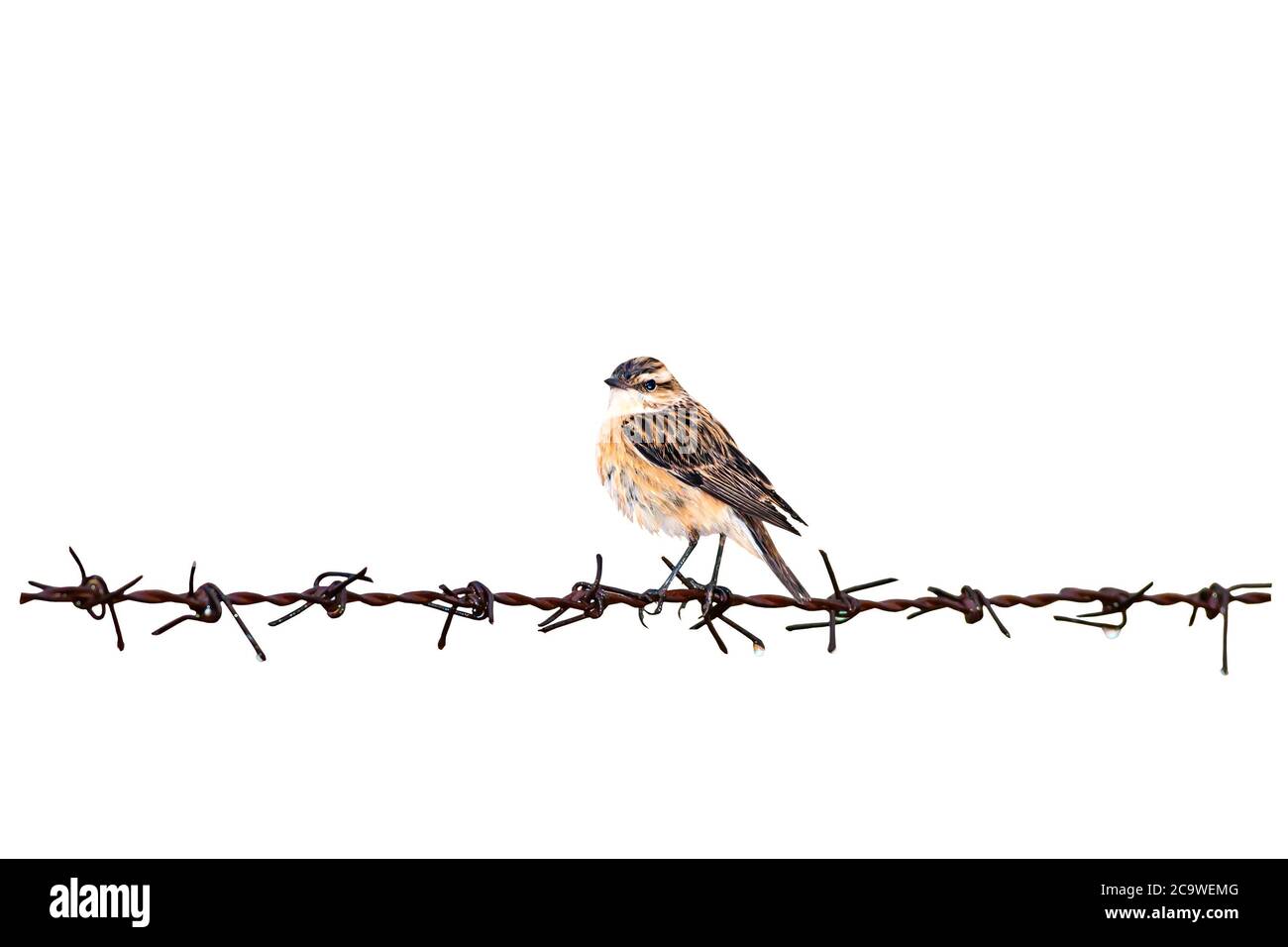 Isolated cute little bird and barbed wire. White background Stock Photo ...