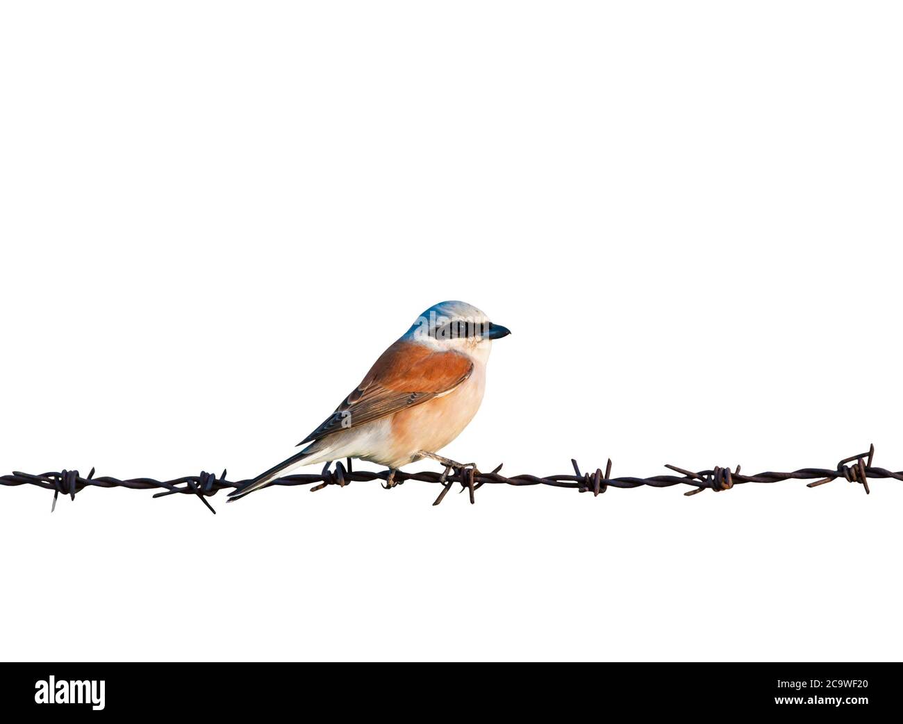 Isolated cute little bird and barbed wire. White background Stock Photo ...