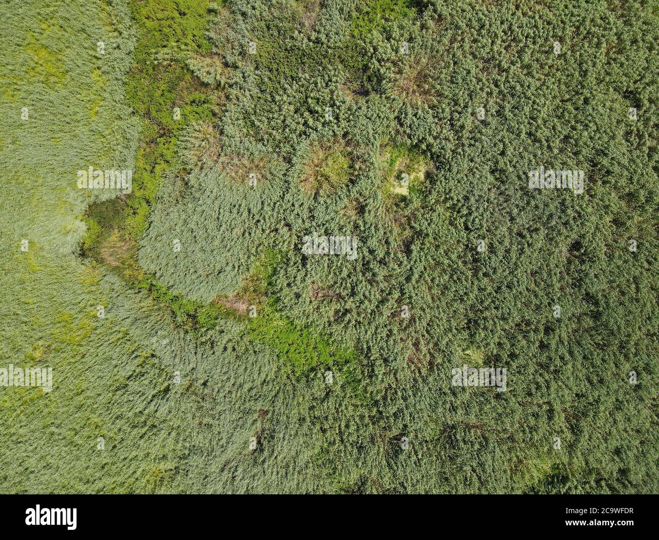 Danube Delta in Somova village, Dobrogea region, Romania. Aerial view ...