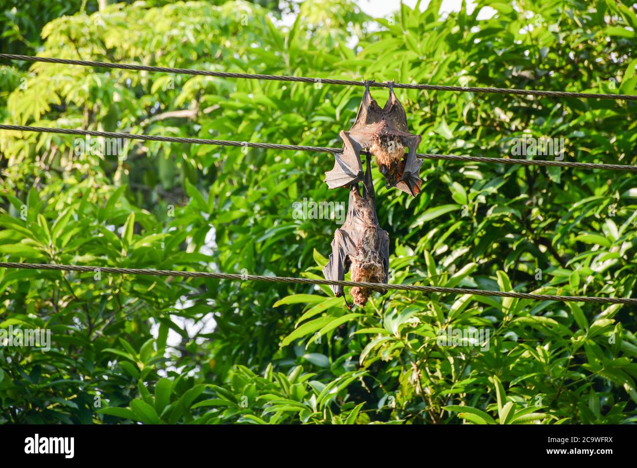 Hanging from power lines hi-res stock photography and images - Alamy
