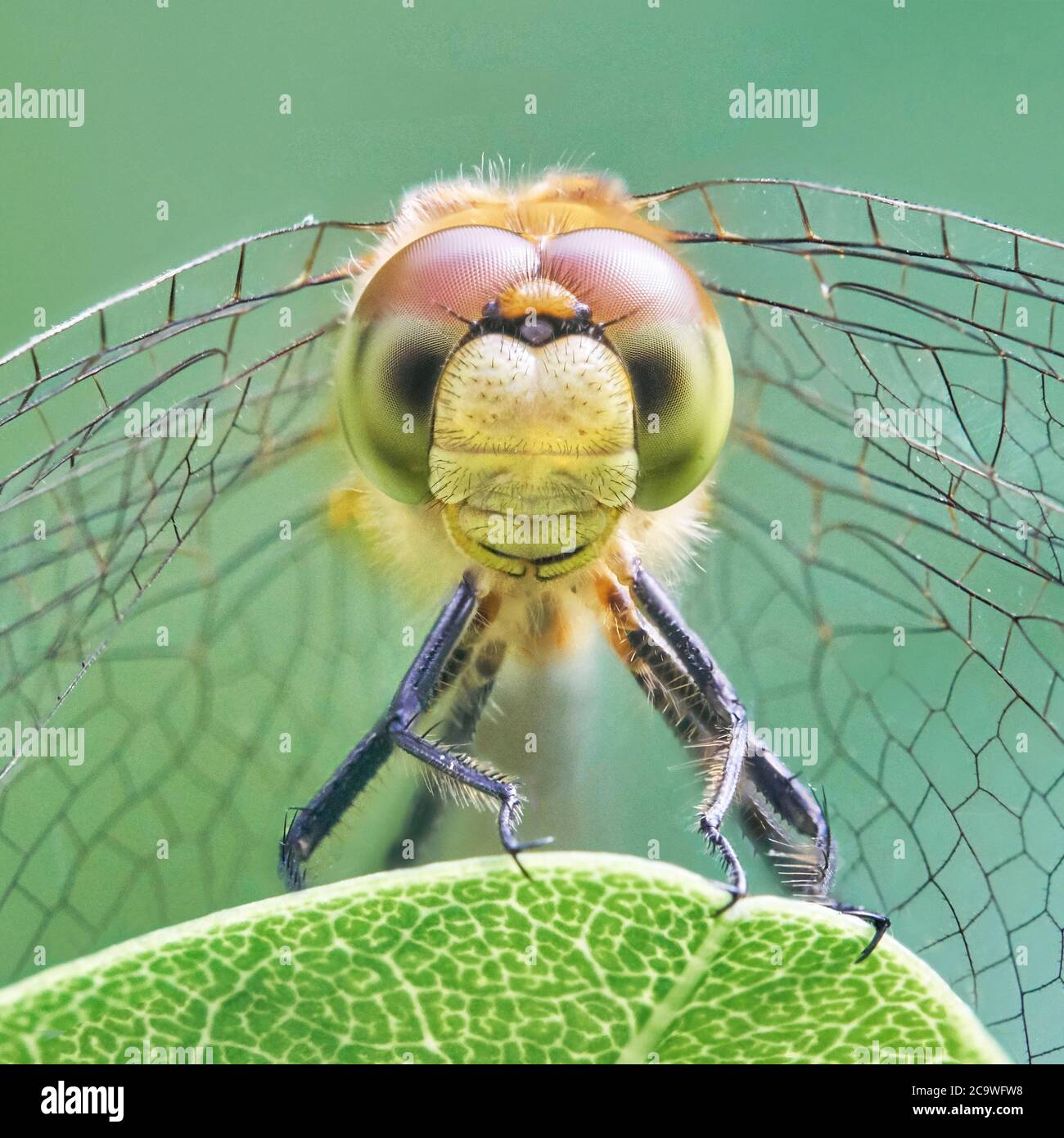 Dragonfly Face High Resolution Stock Photography and Images - Alamy