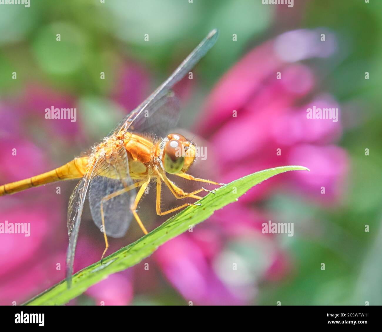 Order Odonata High Resolution Stock Photography and Images - Alamy