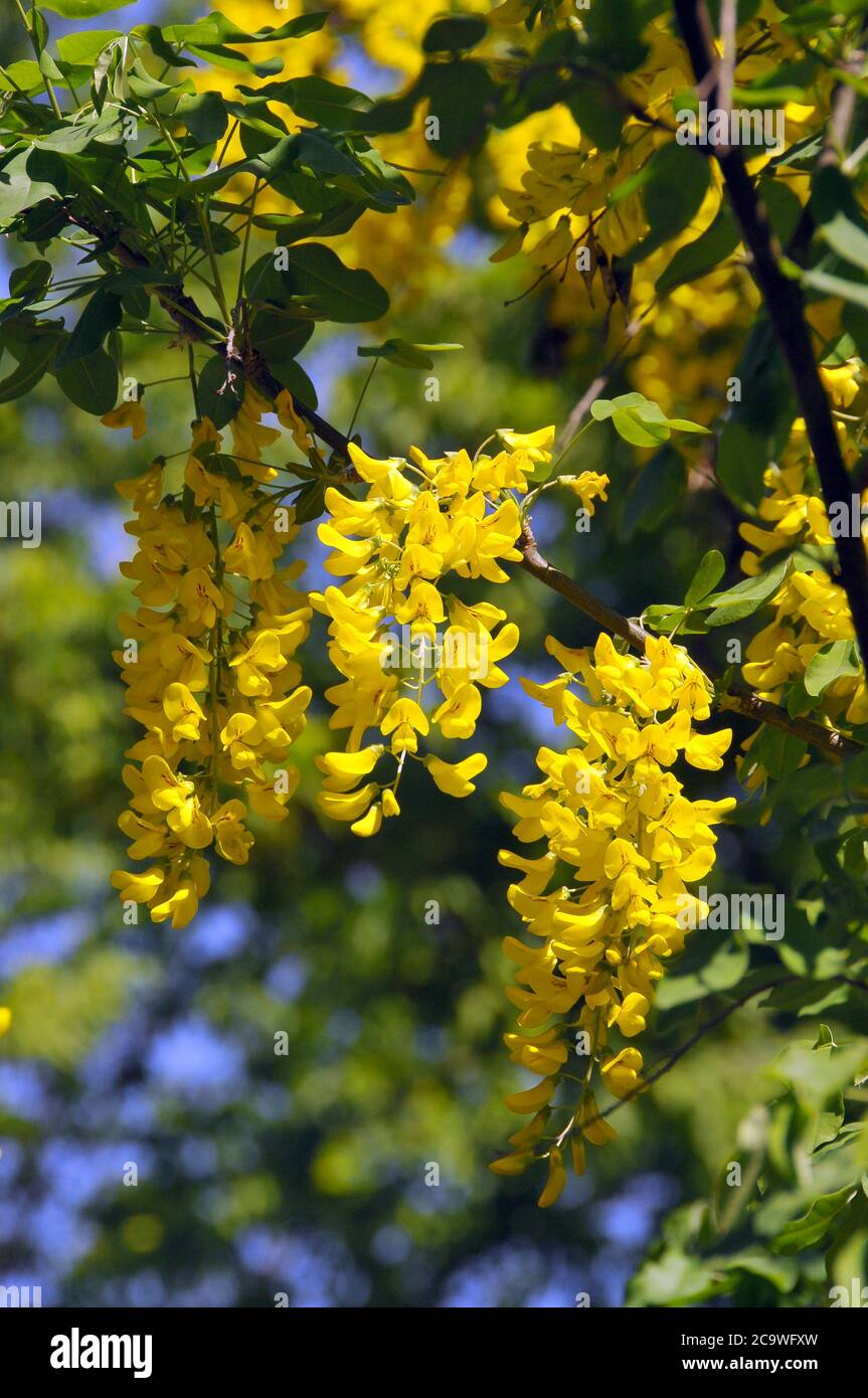 Gewohnlicher goldregen hi-res stock photography and images - Alamy