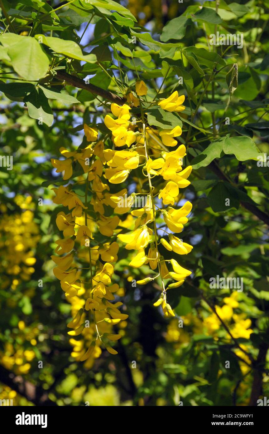 common laburnum, golden chain or golden rain, Gemeiner Goldregen ...