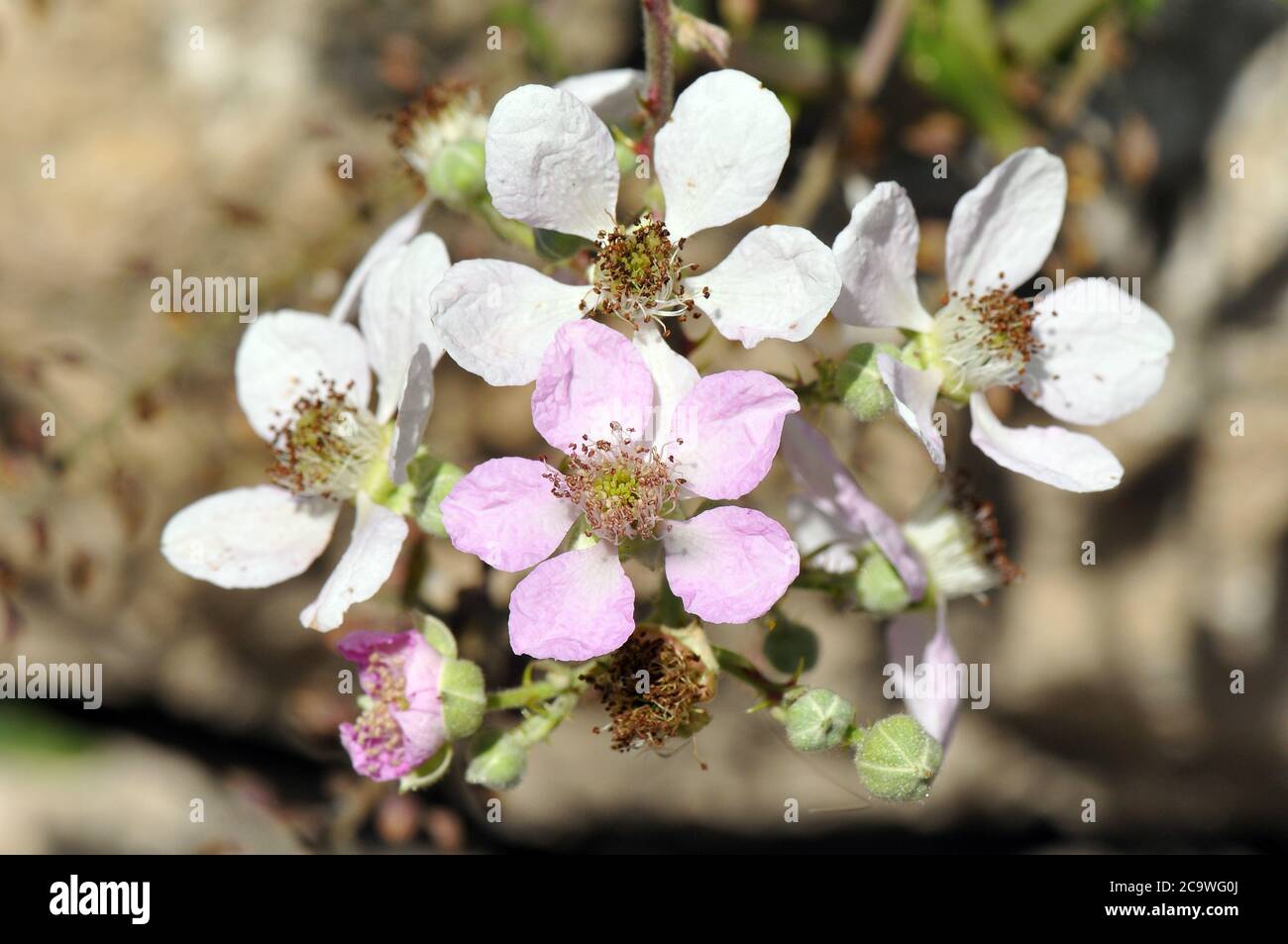 Foldi szeder hi-res stock photography and images - Alamy