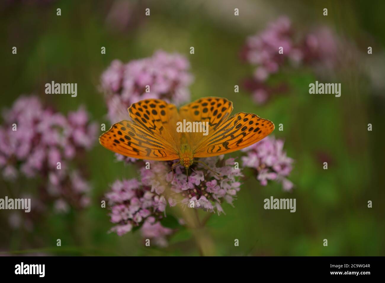 Silver-washed fritillary butterfly in detail Stock Photo - Alamy