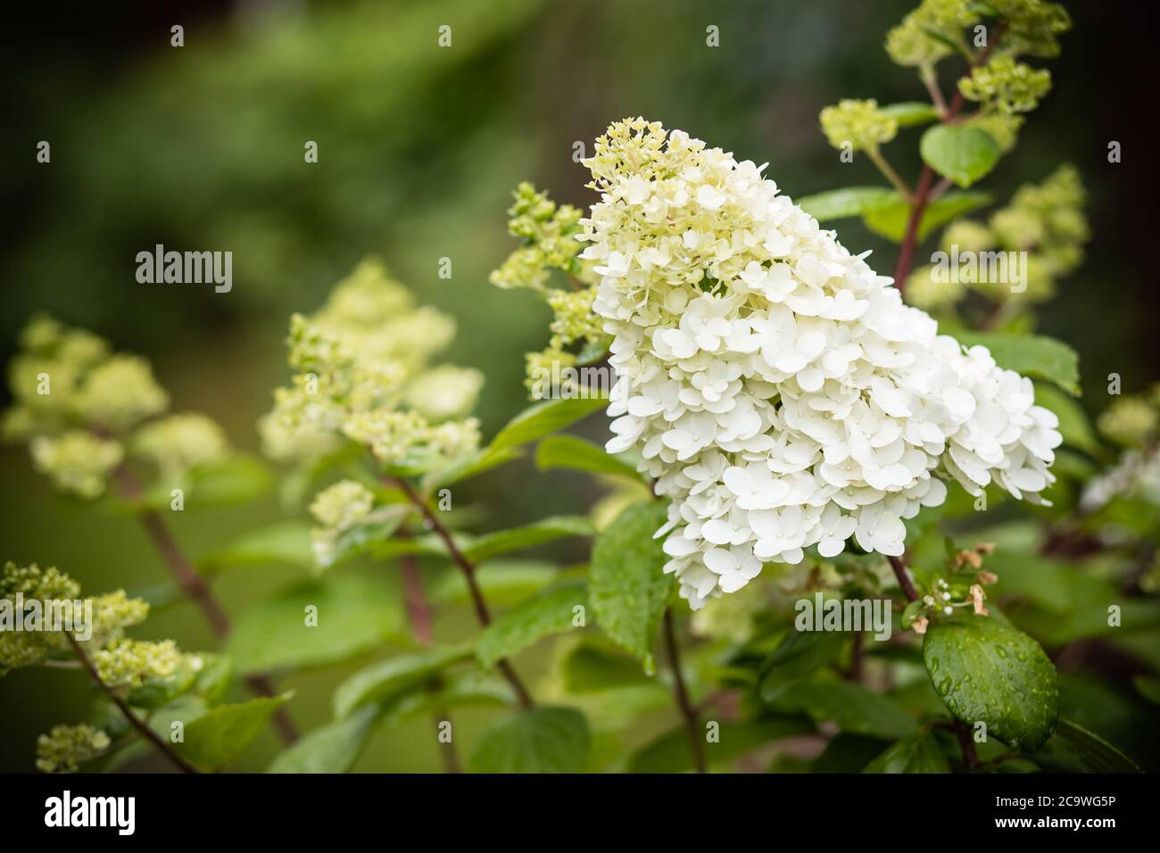 white hydrangea flower.Abundant Hydrangea Limelight Paniculata ...