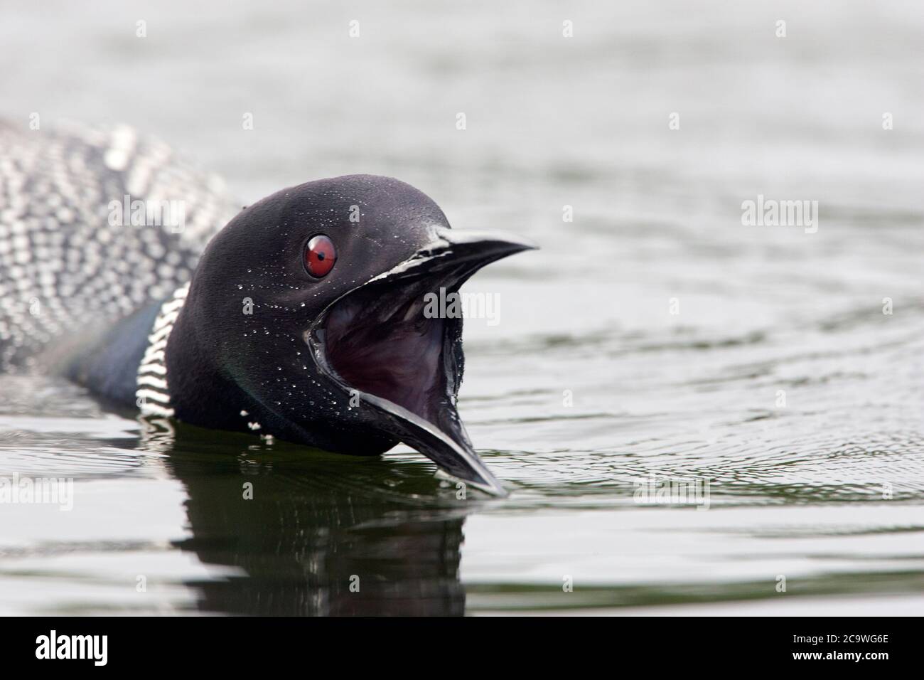 Common Loon Calling Extreme Closeup Stock Photo - Alamy