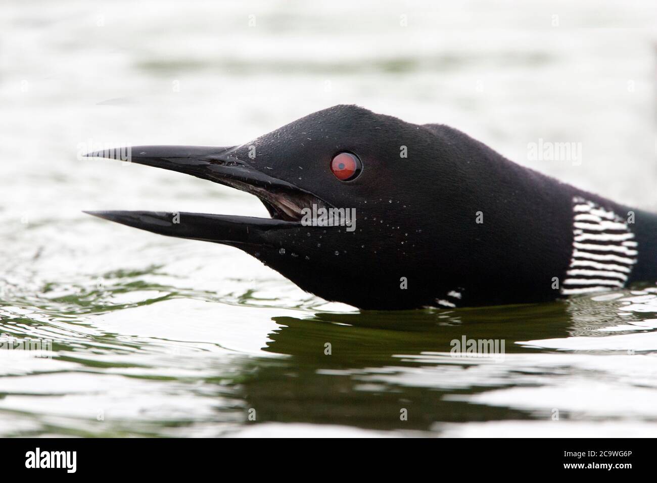 Common Loon Calling Extreme Closeup Stock Photo - Alamy