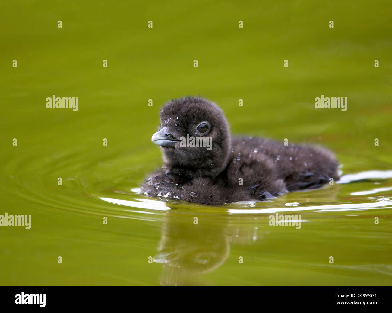 Common loon chick hi-res stock photography and images - Alamy