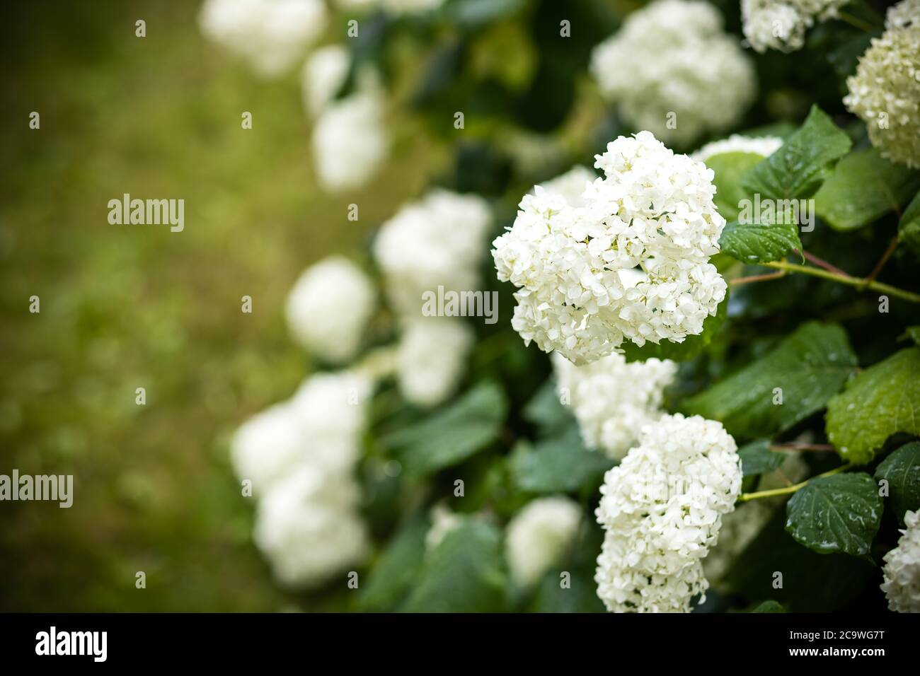 white hydrangea flower.Abundant Hydrangea Limelight Paniculata ...