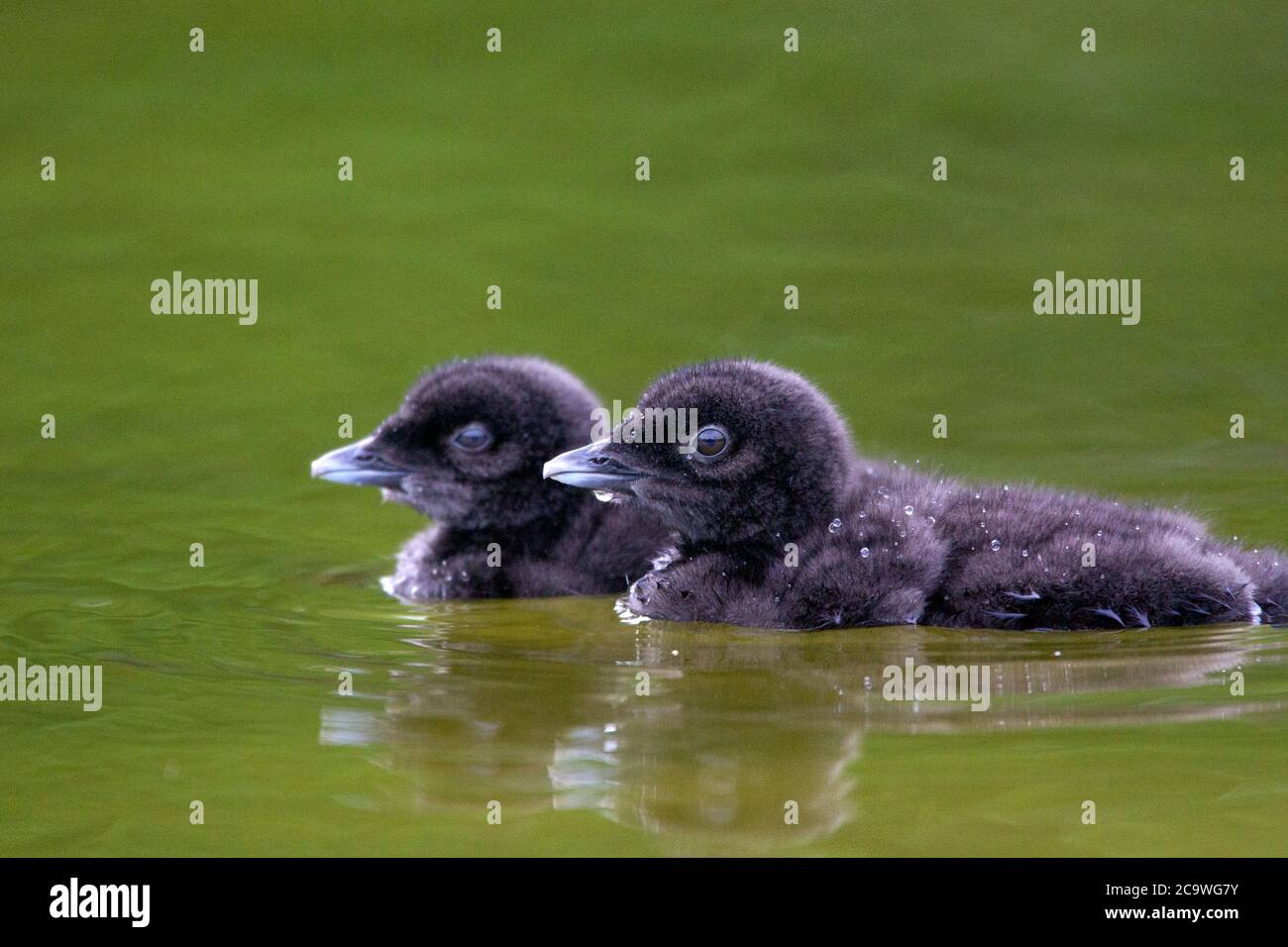 Two Common Loon Chicks Side by Side Stock Photo - Alamy