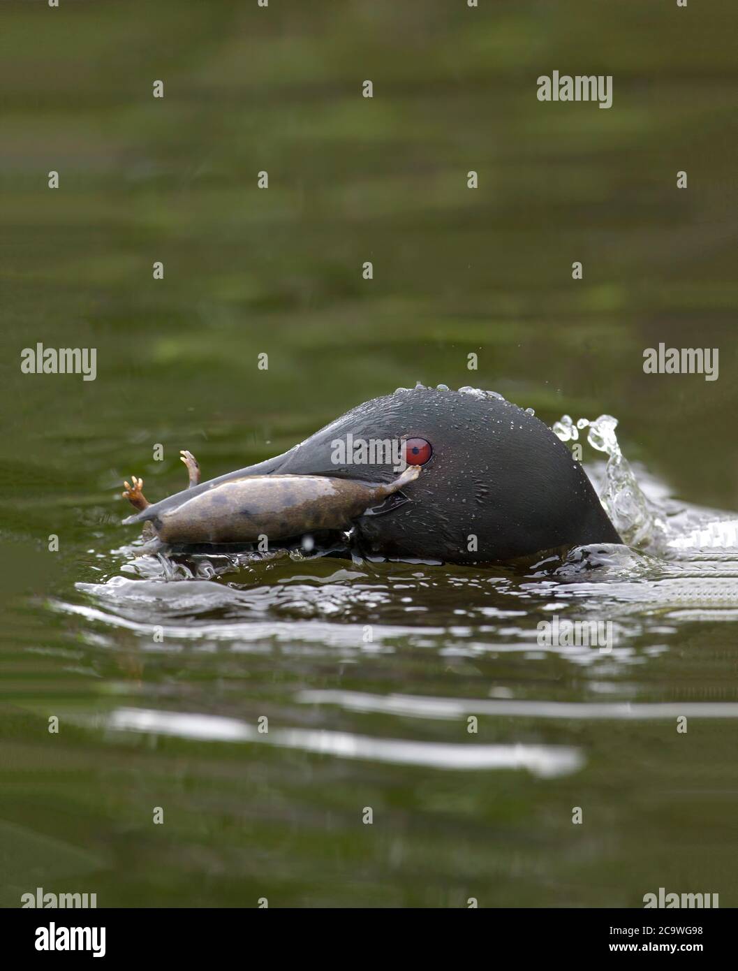 Common Loon Breeding Plumage Eating Mud Puppy Stock Photo - Alamy