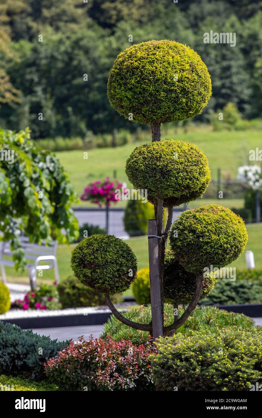 Topiary Art of Clipping Shrubs and Trees in the Garden. Sphered Thuja ...