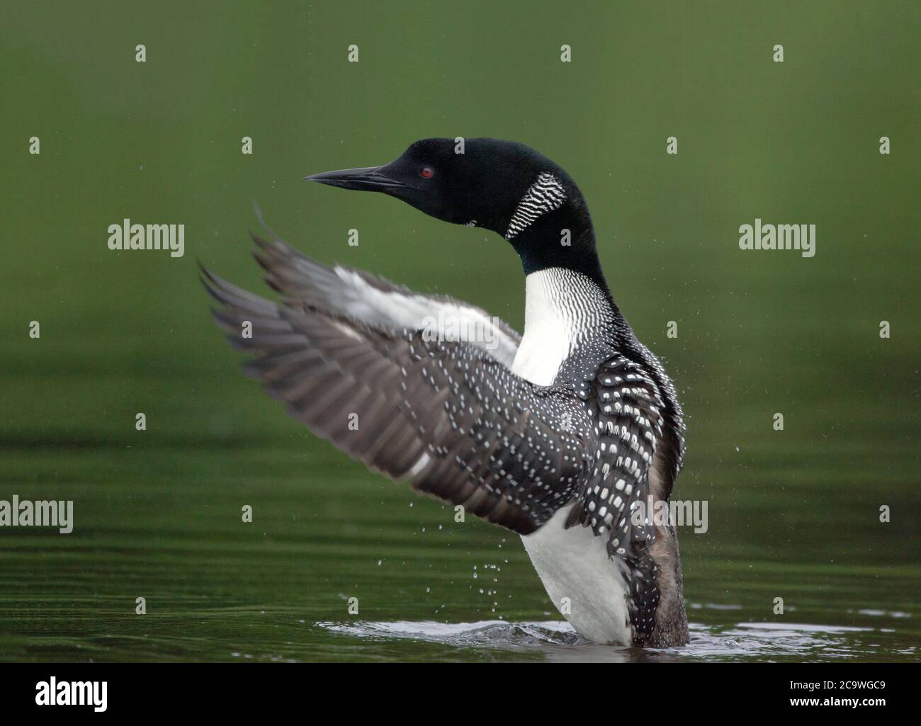 Common loon in breeding hi-res stock photography and images - Alamy