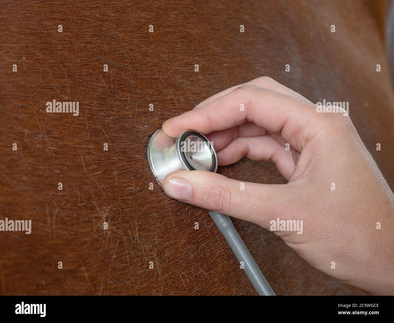 Veterinarian listens with a stethoscope to the lungs of a brown horse ...